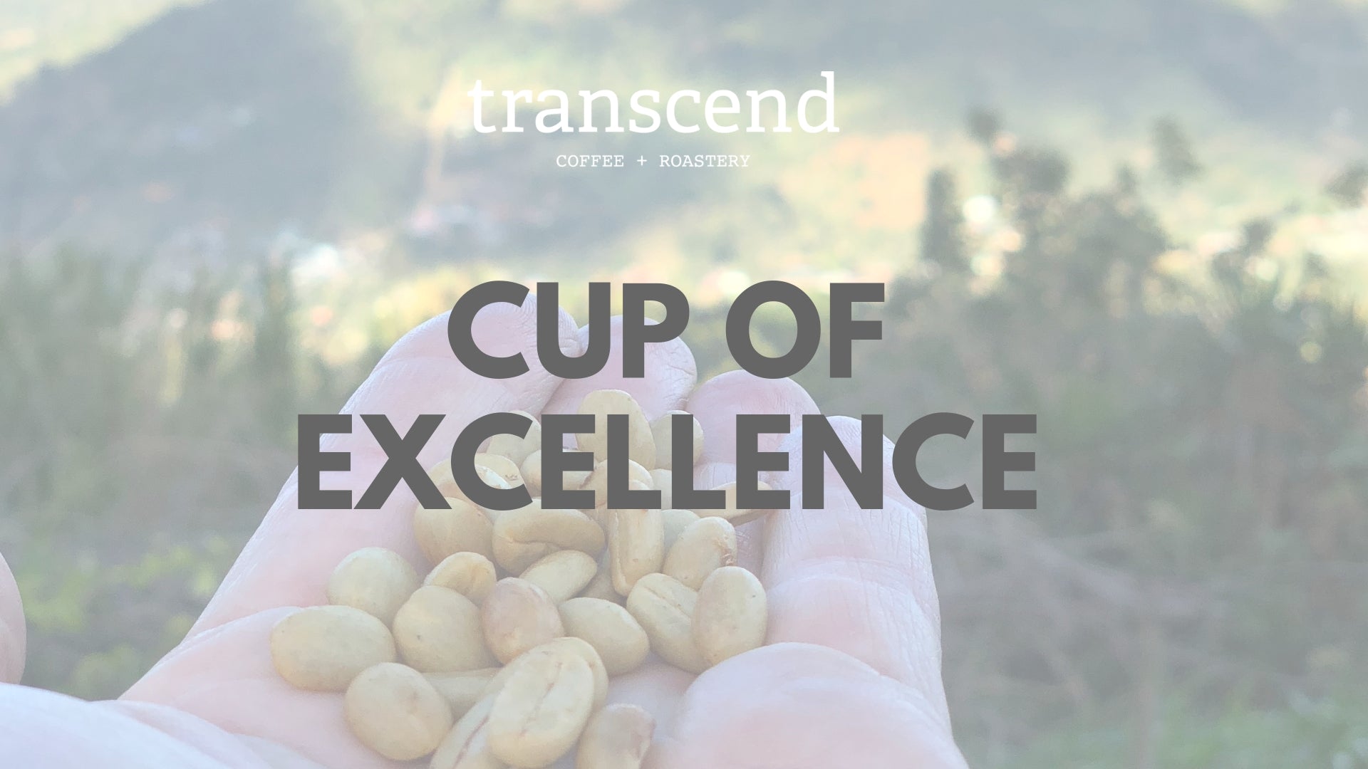 What is the Cup of Excellence? - Transcend Coffee – Transcend Coffee & Roastery