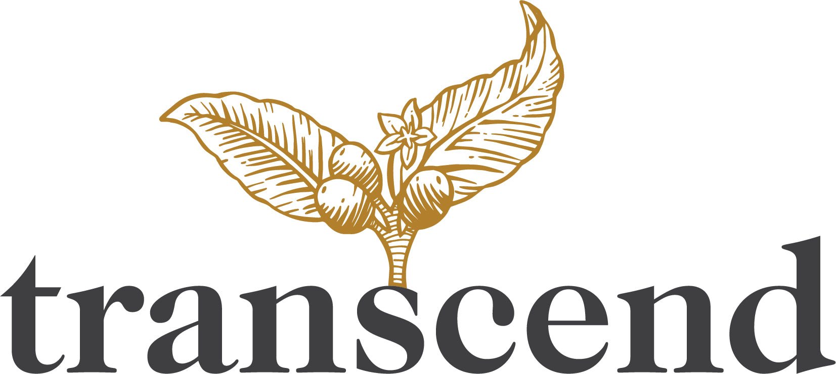 Transcend Coffee & Roastery
