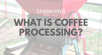 Transcend Coffee & Roastery
